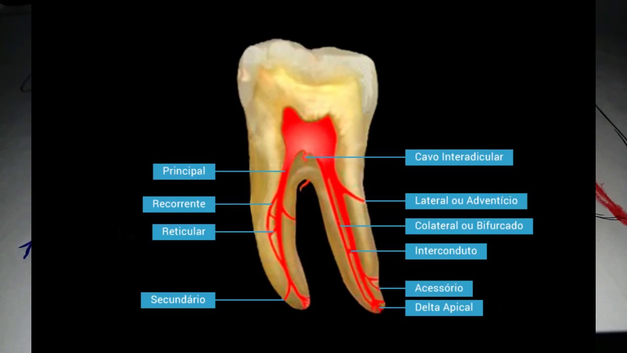 Endodontia: Anatomia interna e cirurgia de acesso - YouTube
