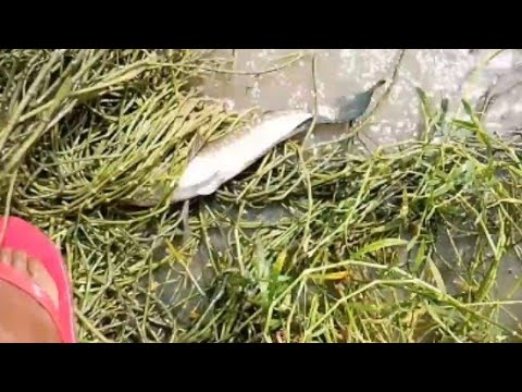 Amazing Big Murrel fish fishing 🎣🎣 video|| [village fishing murrel ...