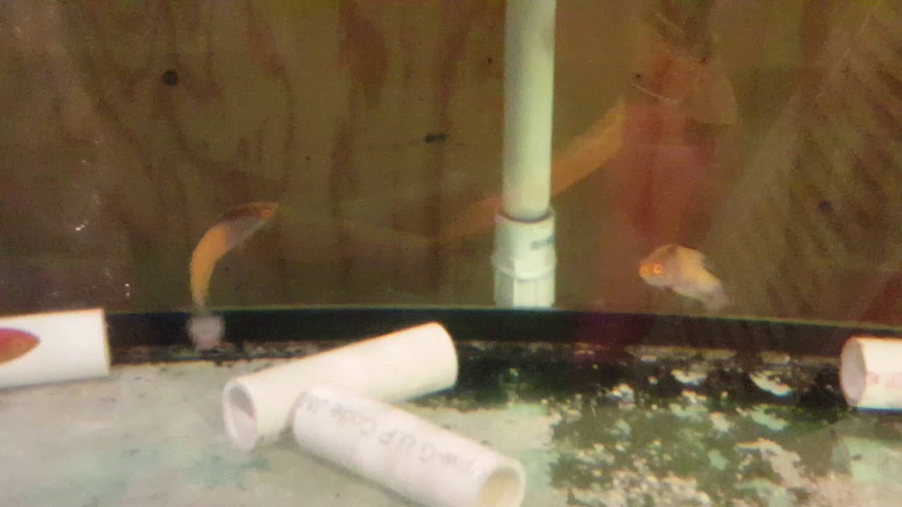 Golden Rhomboid Wrasse (pair) $349 - Marshall Island - YouTube