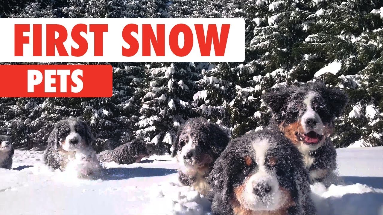 First Snow Pets - YouTube
