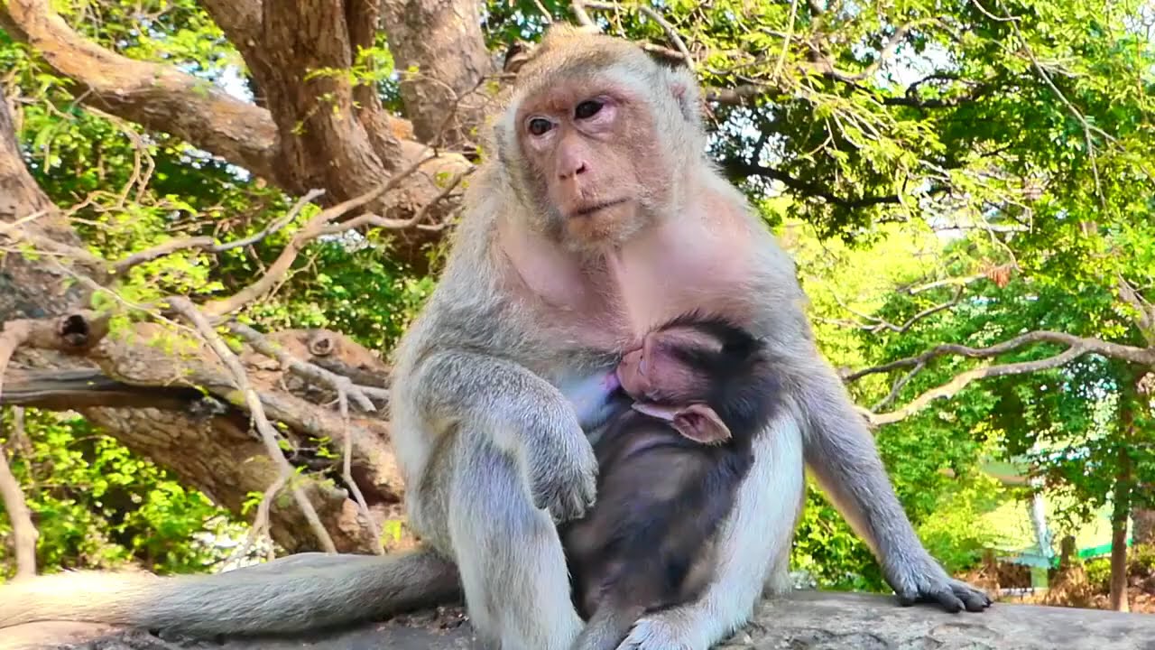 Mama Monkey makes Little Baby upset before giving milk - YouTube