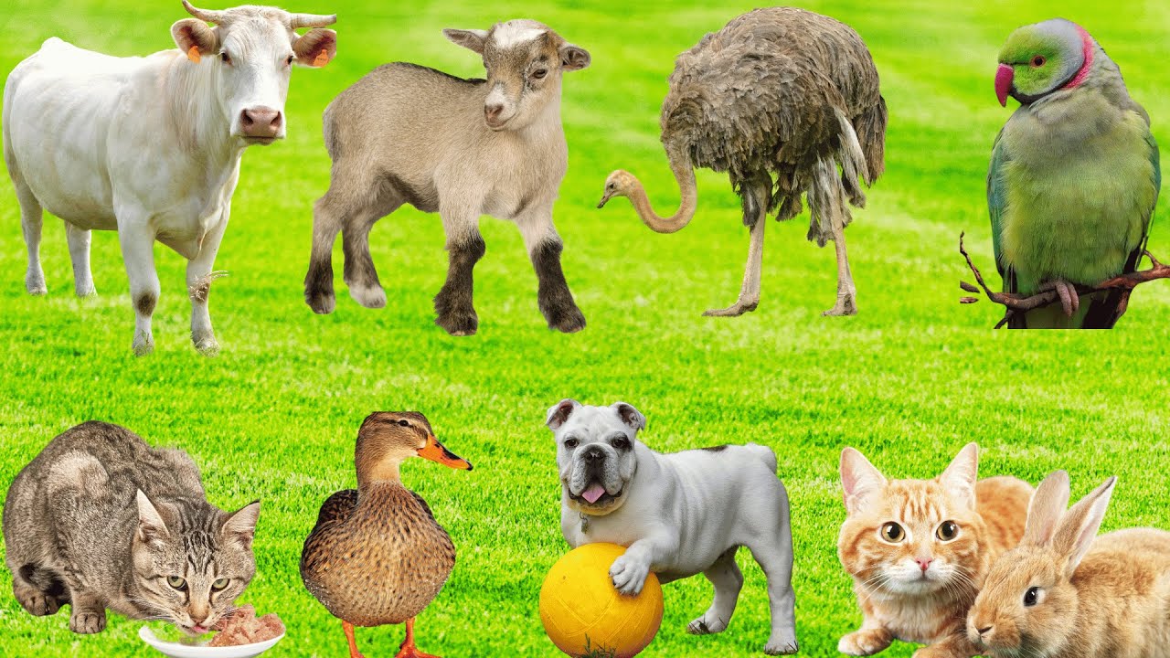 Animal Sounds Song | Fun & Educational Animal Sound Effects for Kids ...