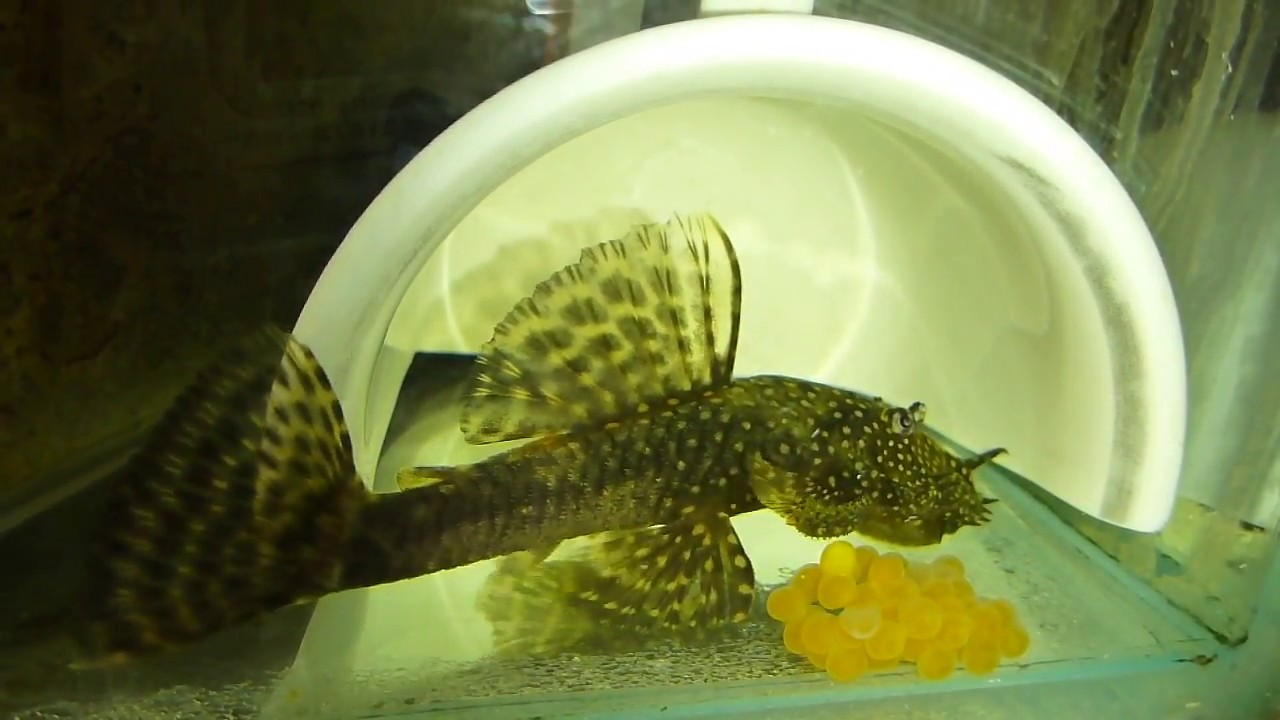Ancistrus dolichopterus - самец "высиживает" кладку икры - YouTube