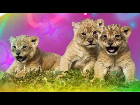 BEBÉS LEONES ADORABLES CON SU MAMÁ!!!. - YouTube