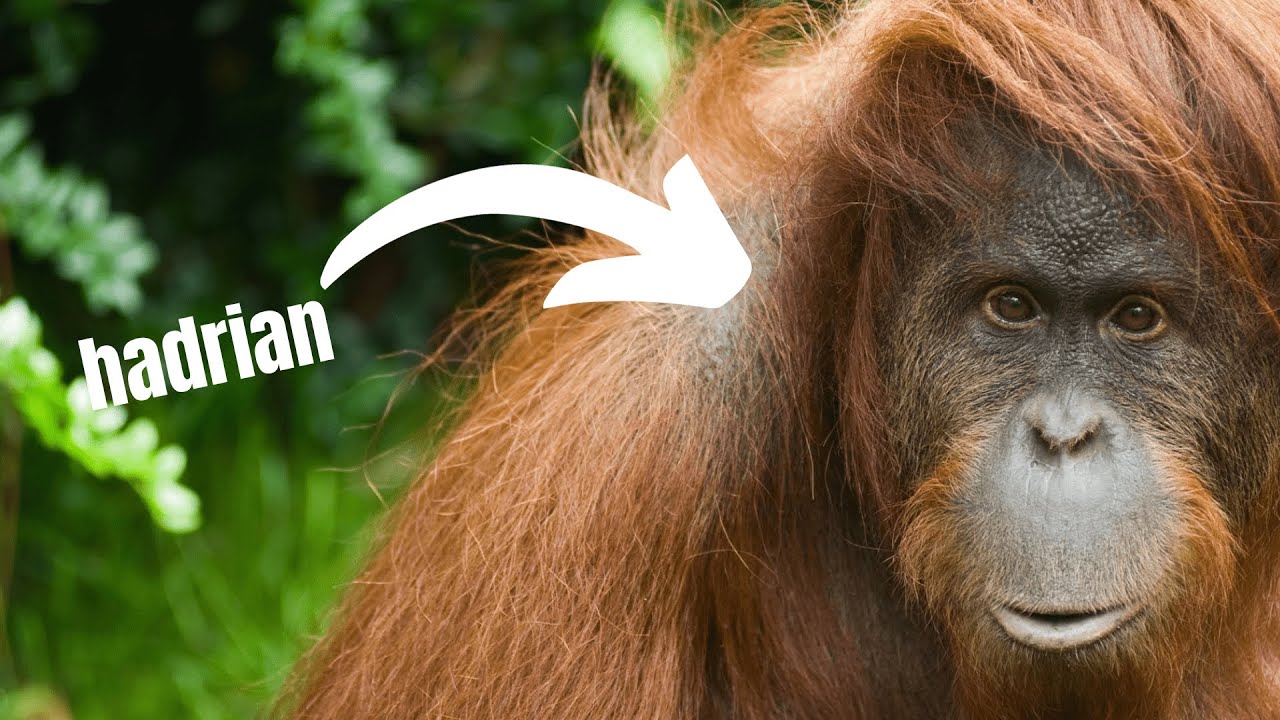 O PRIMATA HADRIAN - YouTube