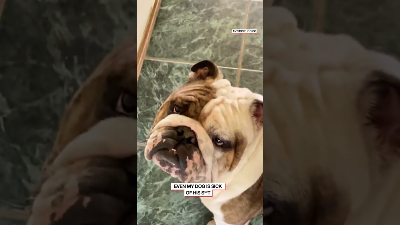 Even the dog is over it 🐕 - YouTube