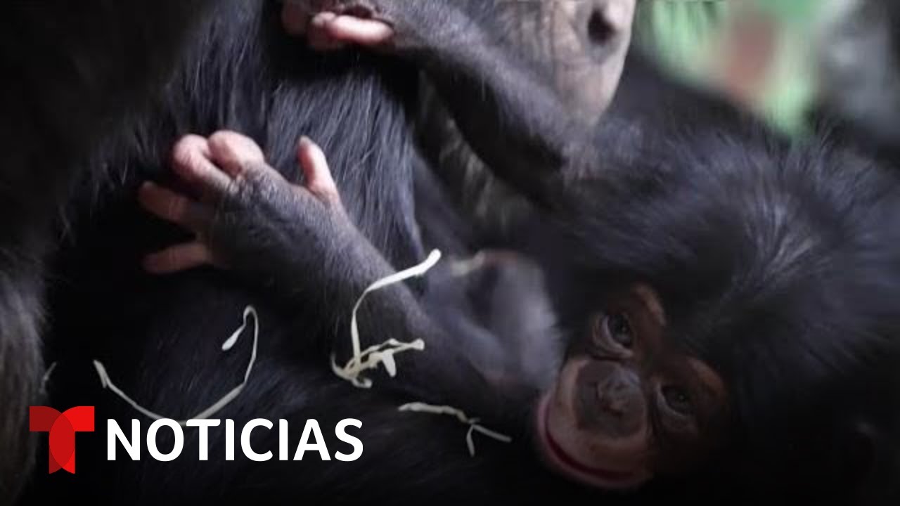 Nace un chimpancé en peligro de extinción en un zoológico en Inglaterra ...