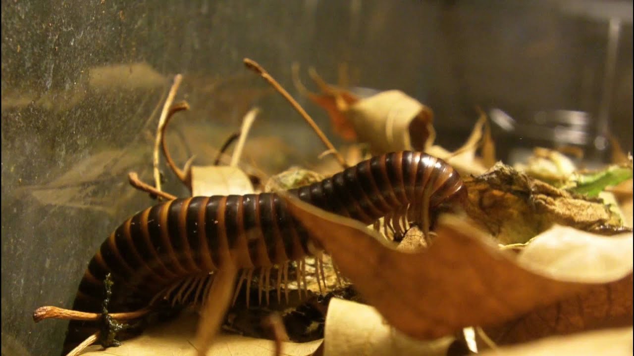 African Olive Millipede - YouTube