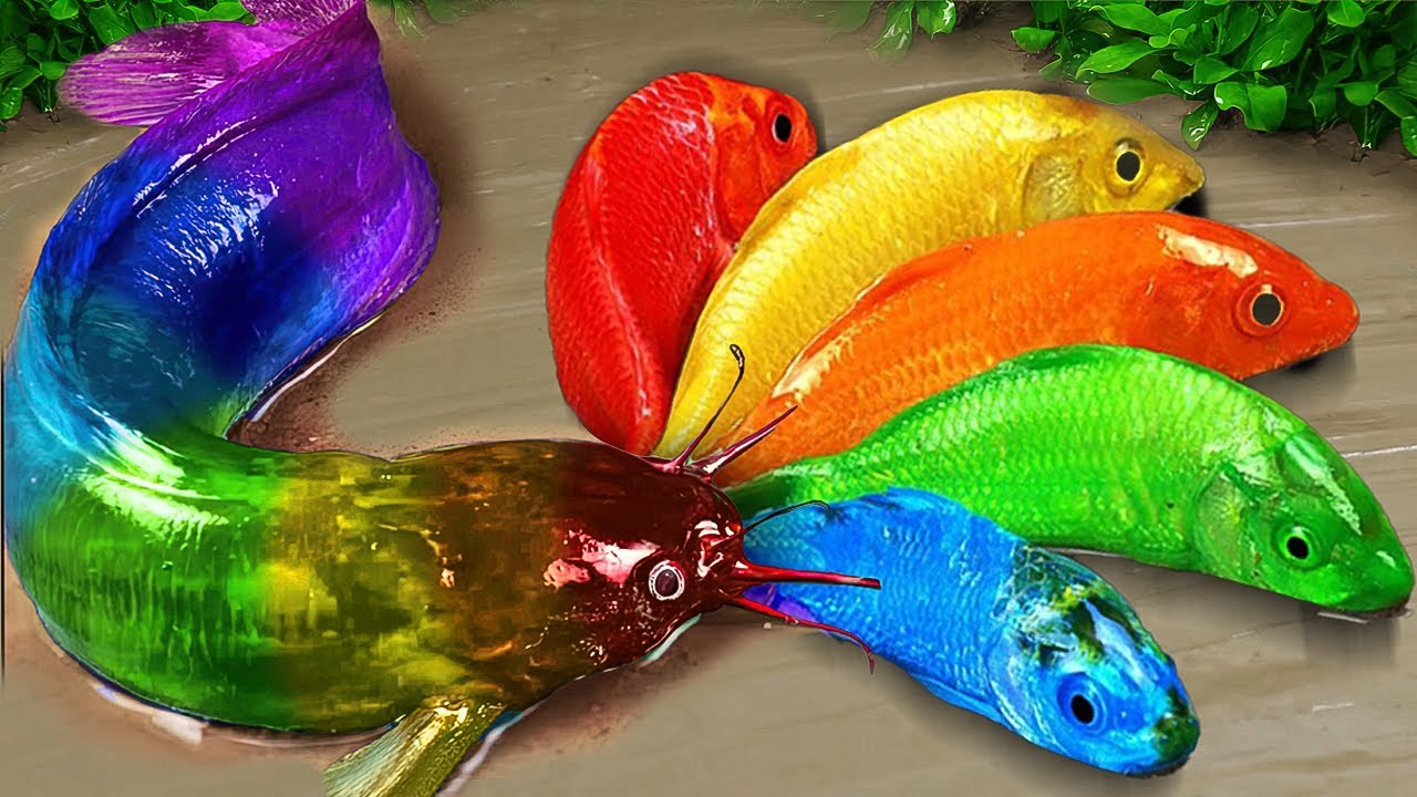 Stop Motion - Purple catfish hunting colorful koi fish and chameleon ...
