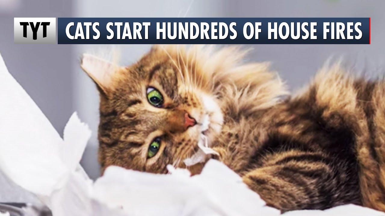Arson Cats Spread Terror Throughout Country - YouTube