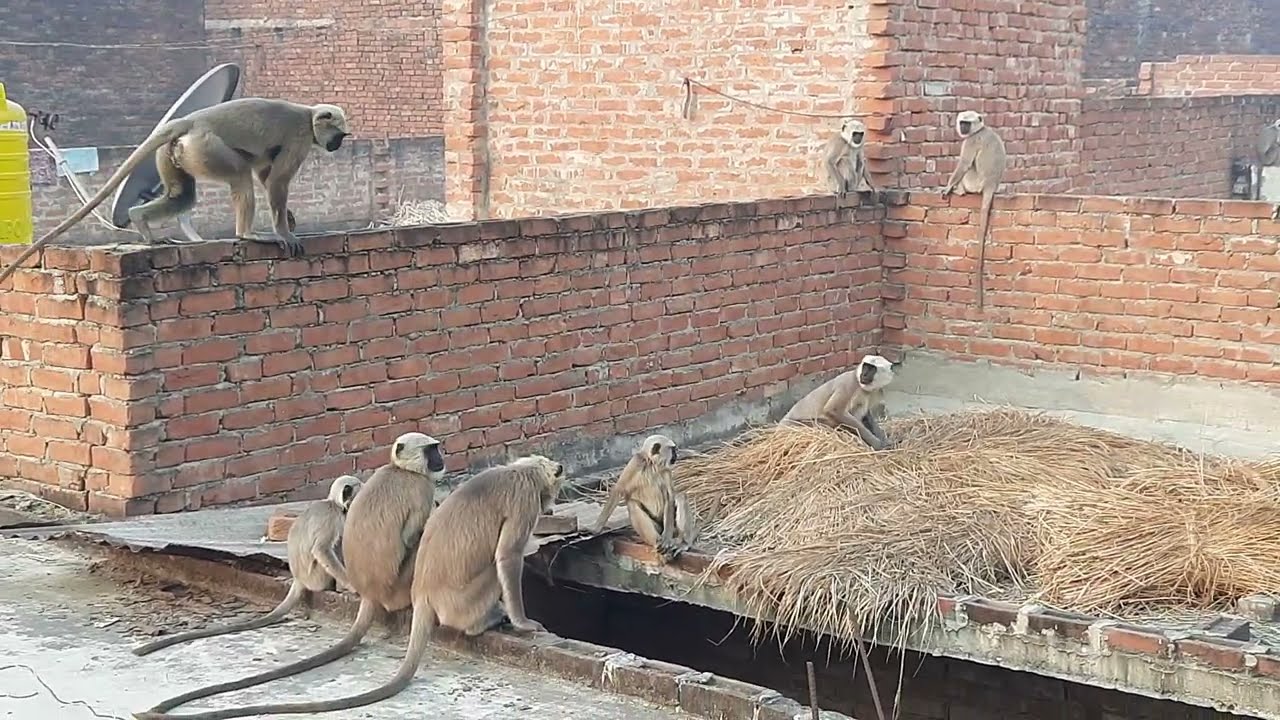 Monkeys gang in village | छत पर बंदरों का समुदाय | monkeys | 🐒 🐒 ...