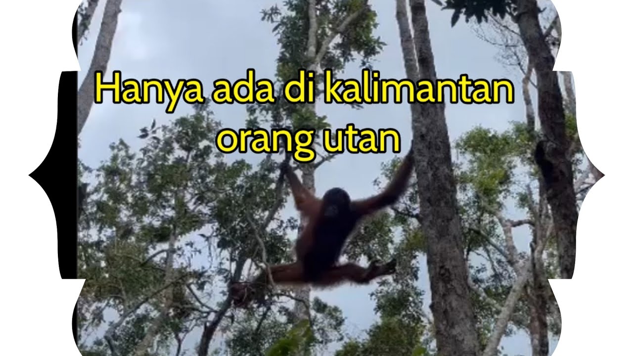 Otang utan cuma ada di kalimantan - YouTube