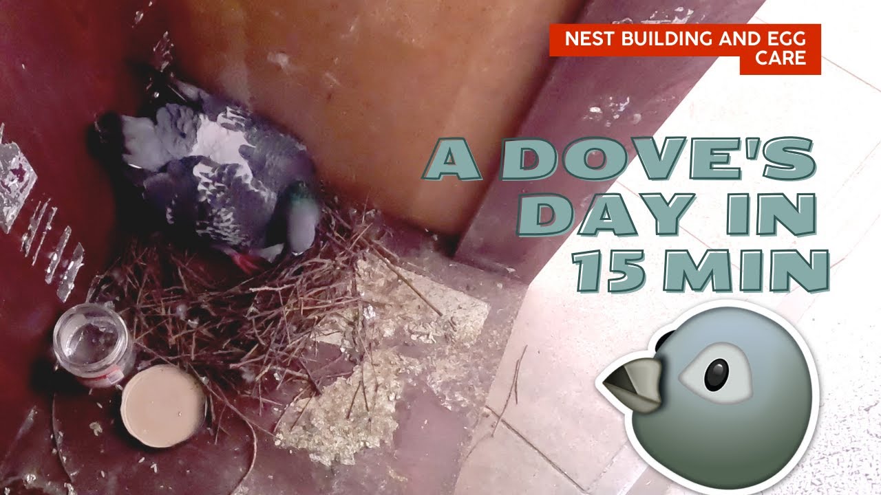 A Pigeon's Day at Work in 15 Minutes: Nest Building and Egg Care ASMR ...