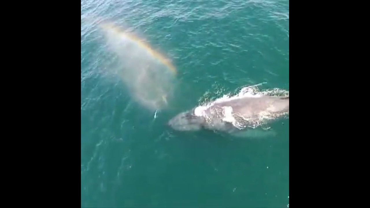 Humpback Whale Farts Rainbows - YouTube