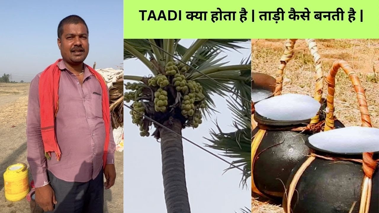 EP 09 - TAADI ( ताड़ी ) - YouTube