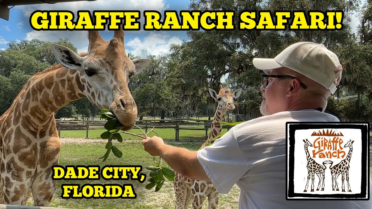 Experience A Florida Safari At Giraffe Ranch In Dade City, One Of The ...