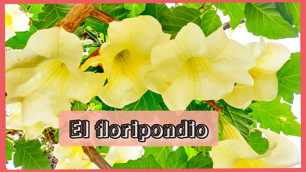 LAS VERDADES SOBRE EL FLORIPONDIO| hablando sobre la brugmansia arborea ...