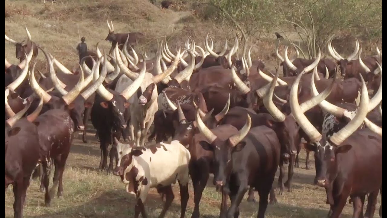 Ente Ninungi - Ankole Cows Mostly Kept by #Bahima Clan - YouTube
