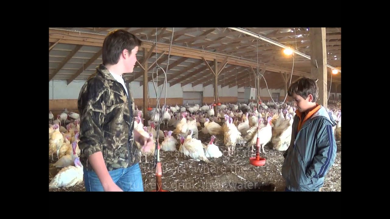 Inside the Barn of Minnesota's Presidential Turkey Flock 2013 - YouTube