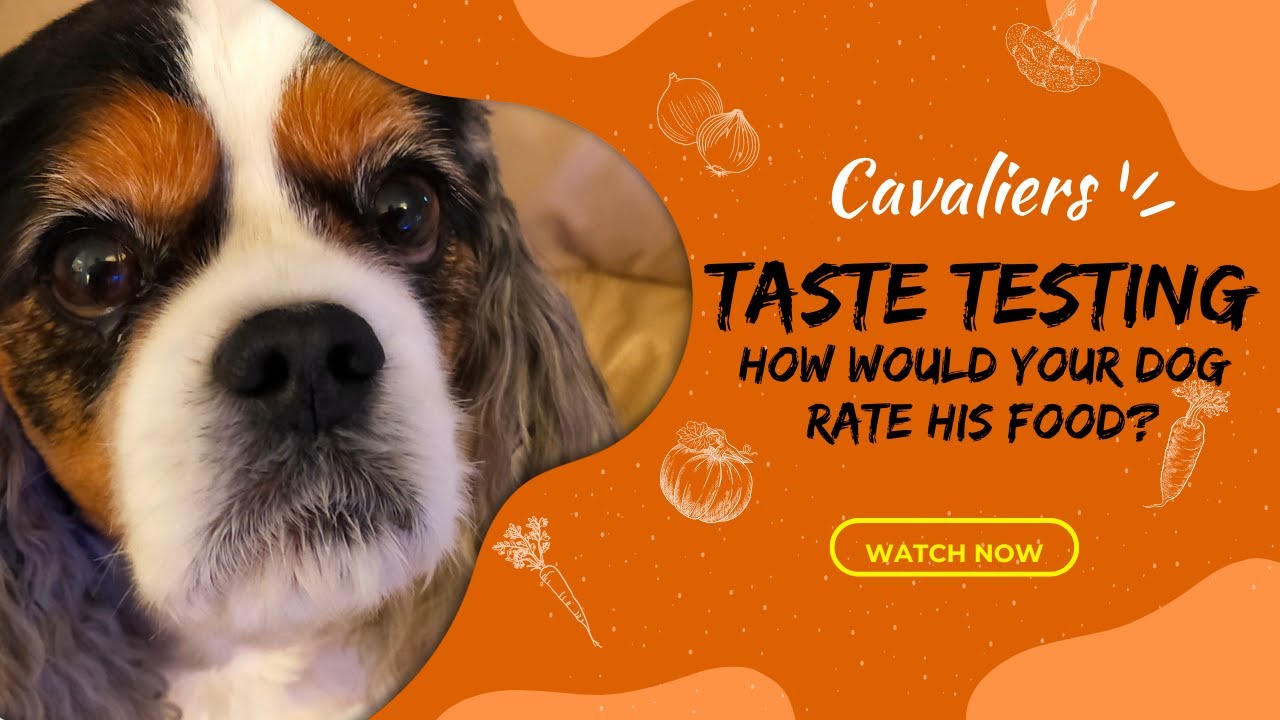 DOG TASTE TEST Did it go well? - YouTube