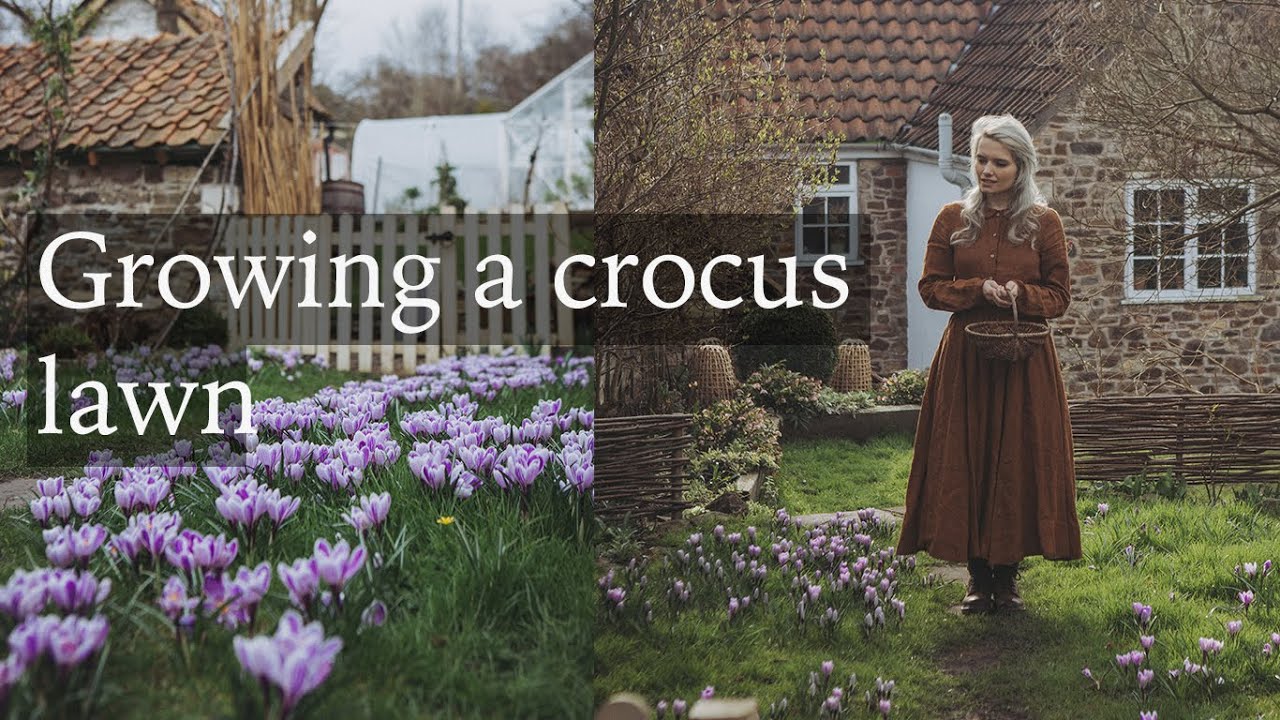 How to Grow a Crocus Lawn - Autumn Bulb Growing Tips for Winter Flowers ...