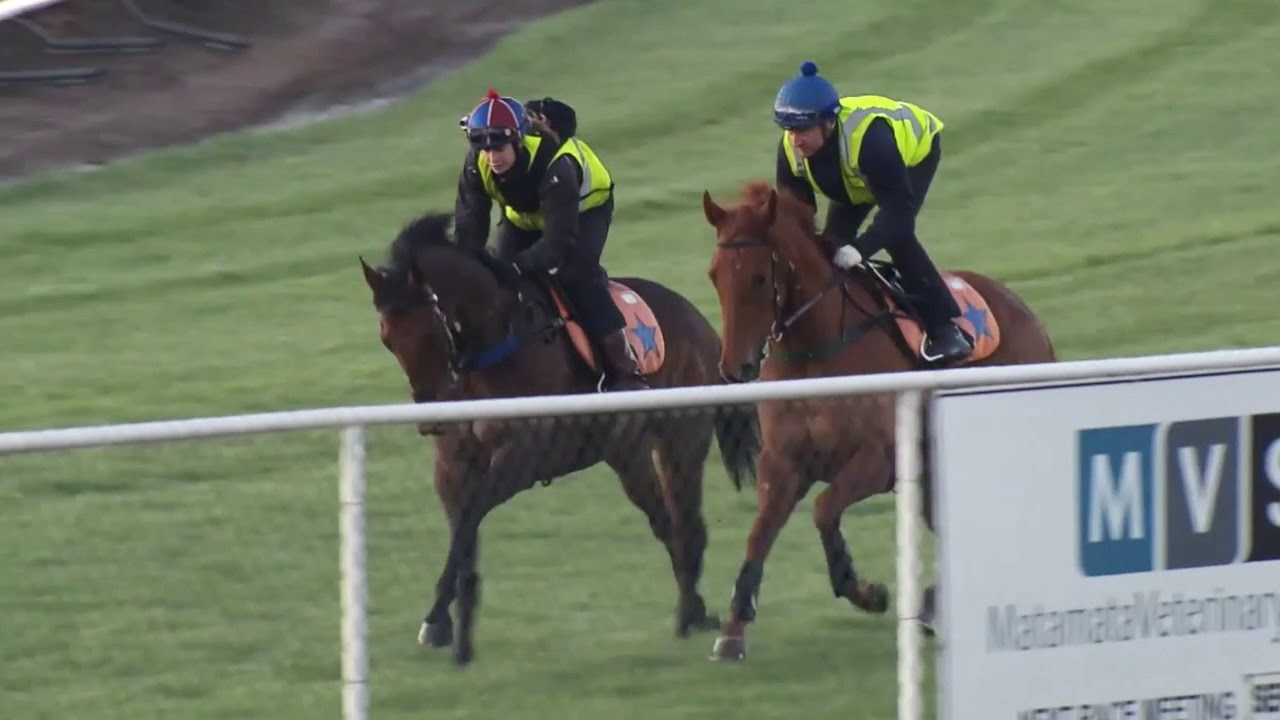 Gingernuts TAB Trackside Hawkes Bay Preview - YouTube