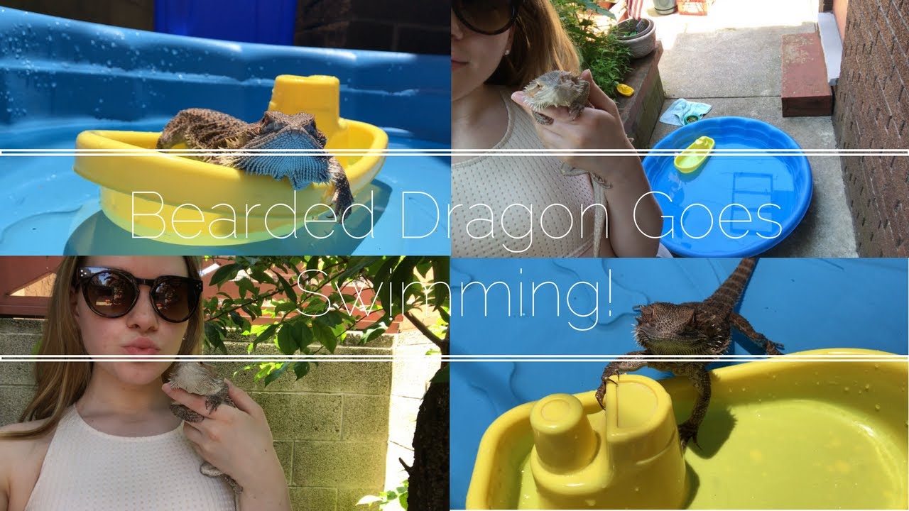 BEARDED DRAGON GOES SWIMMING?! - YouTube