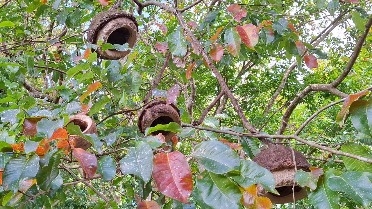 Harvesting the Monkey Pot Tree (Lecythis ollaria) - YouTube