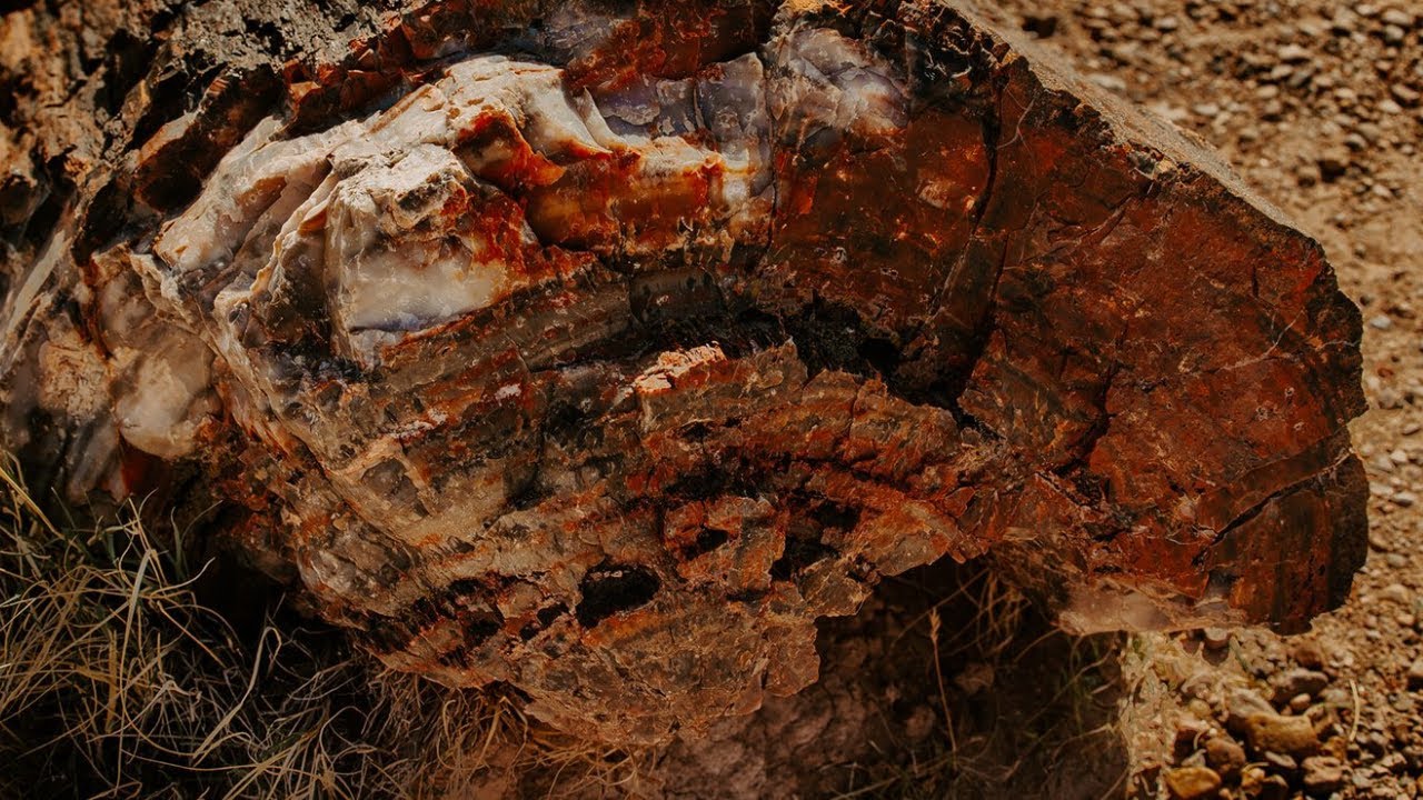 Ancient Marvel: Petrified Opal Tree Trunk in Arizona Dating Back 225 ...