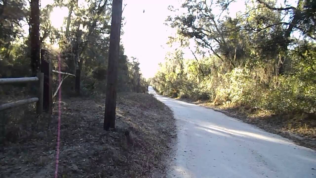 Withlacoochee State Forest - Croom Tract - Hog Crossing Watch - YouTube