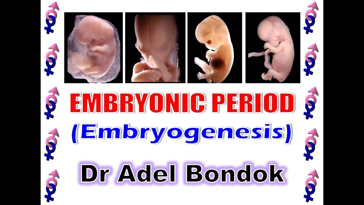 Embryonic Period (Embryogenesis), Dr Adel Bondok - YouTube