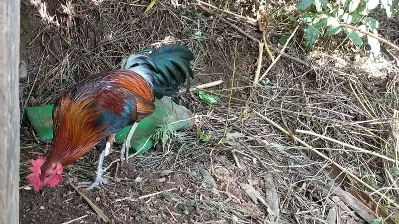 qaib dib qua zoo 2024 - YouTube