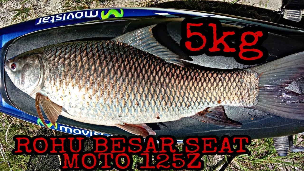 Rohu Fishing | Rohu big monster 5Kg tumpas | Memancing Di Lombong Ikan ...