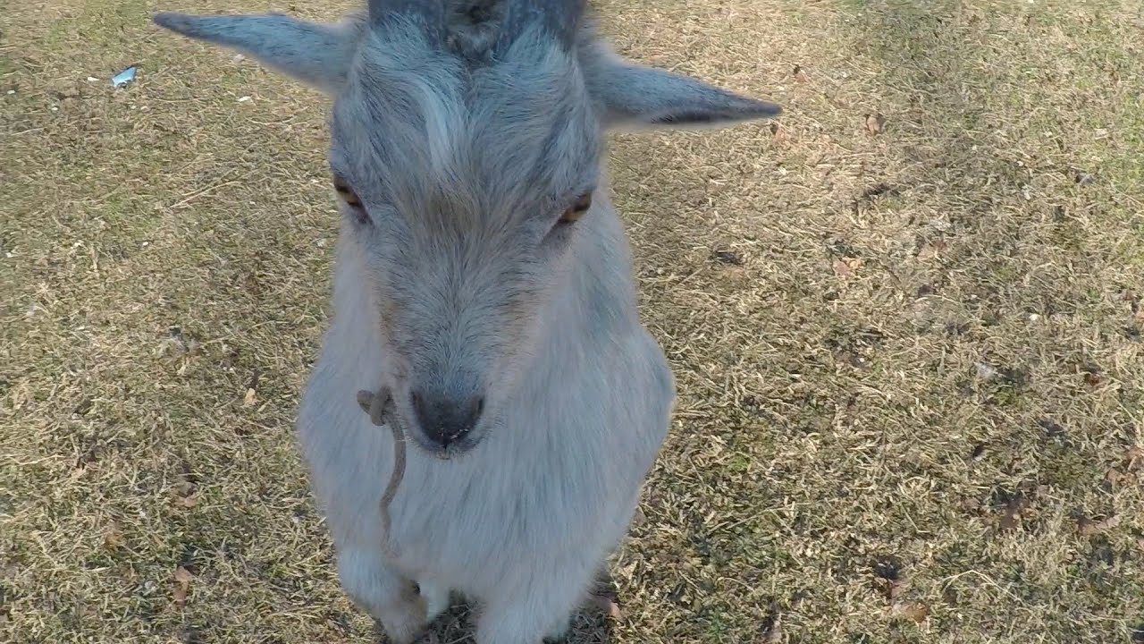 GOATS BREAK INTO HOME!! (First Daily Vlog) - YouTube
