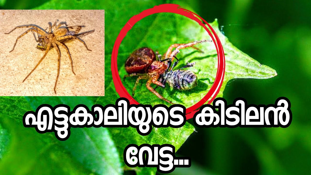Spider hunting🕷️🕸️🦗 super view Naturally Kozhikode kerala india - YouTube