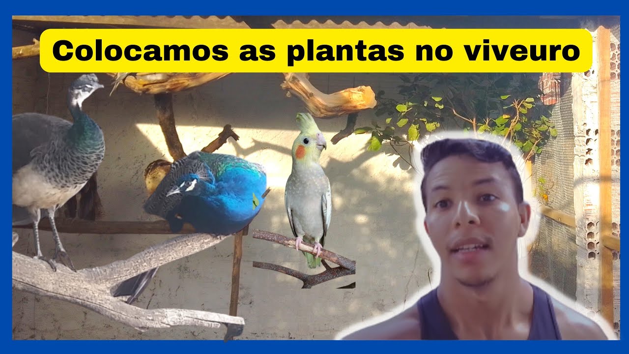 Plantas no Viveiro + Animais | Mini Aviário #avesbrasil #pavao # ...