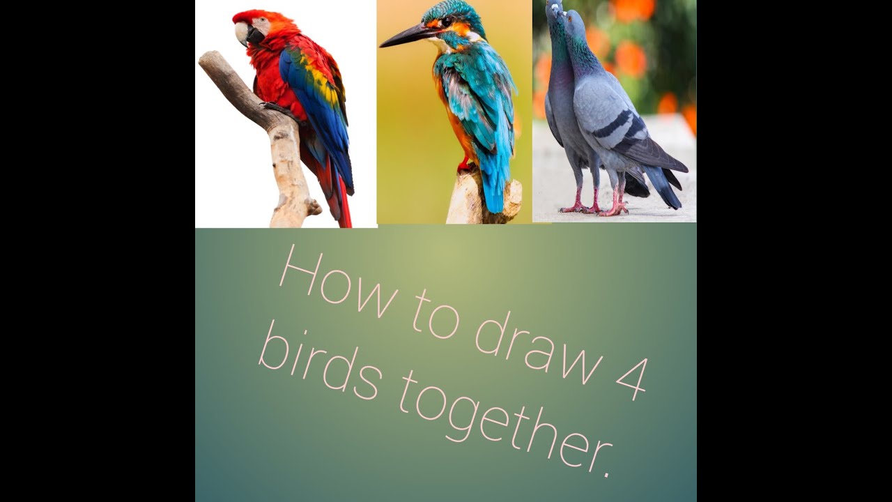 How to draw 4 birds together - Tutorial - YouTube