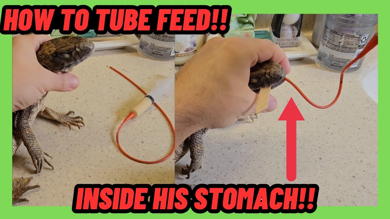 TUBE FEEDING A LIZARD THAT NEEDS FOOD! HOW TO PUT IT INSIDE THE STOMACH ...