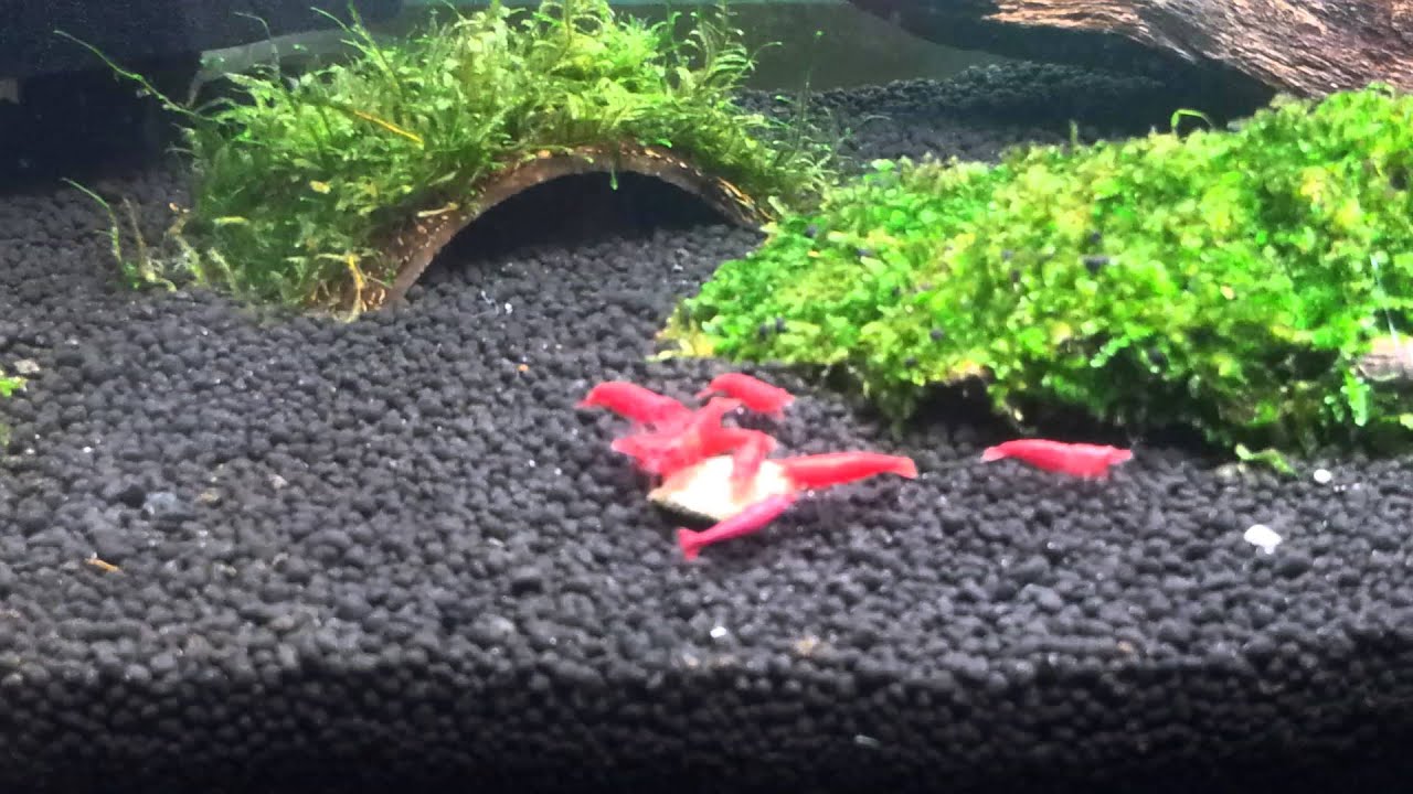 My Shrimps feeding on benibachi gold food - YouTube
