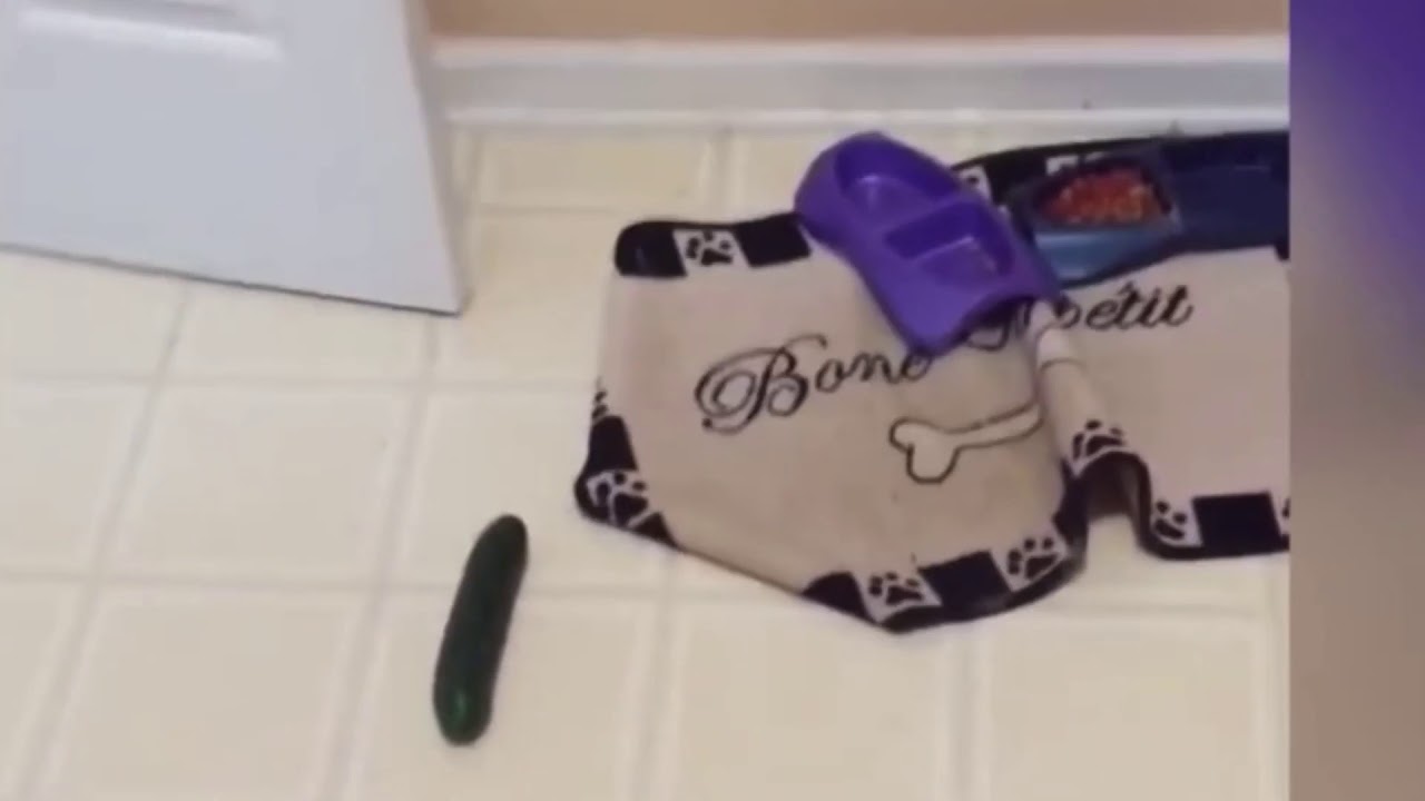 Funny Cat Videos (Cats getting afraid of pickles 😮😂) - YouTube