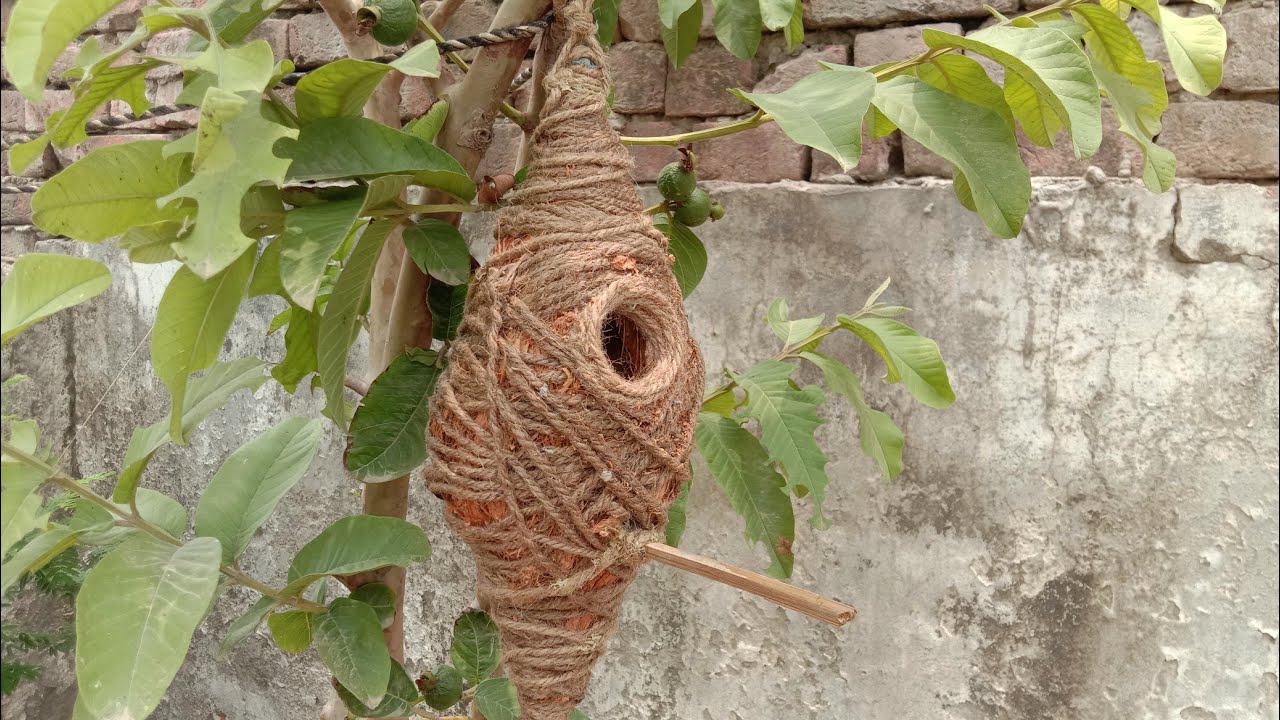 making bird house from waste | how to make bird nest #birdnest #diy # ...