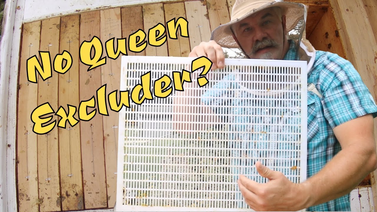 Can You Harvest Honey from a Layens Hive with no Queen Excluder? - YouTube