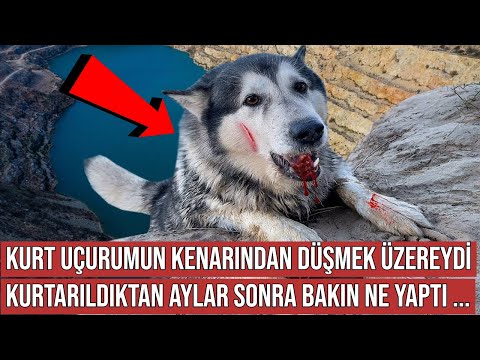 Kurt Uçurumdan Aşağı Düşüyordu, Avcı Onu Kurtardıktan Aylar Sonra Bir Mucize Gerçekleşti