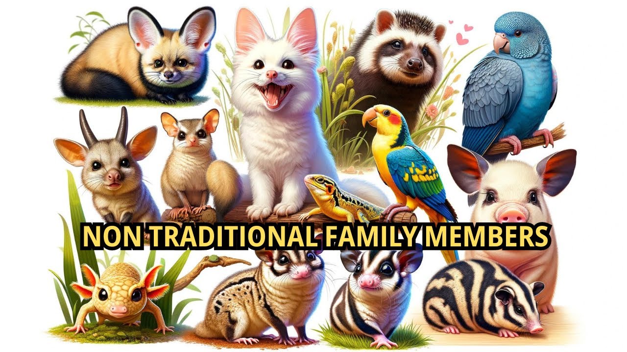 NON TRADITIONAL FAMILY MEMBERS | EXOTIC PETS - YouTube