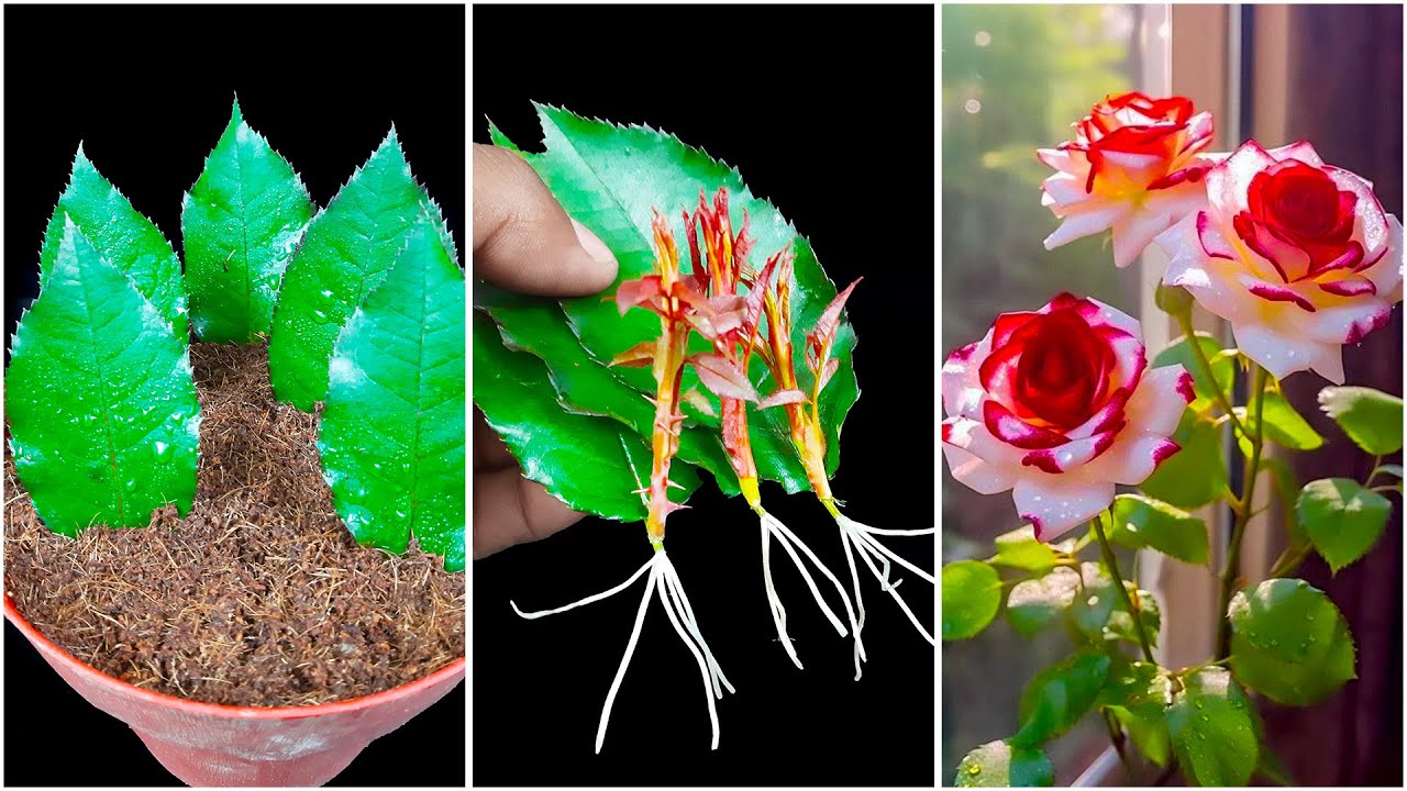 Best & simple idea for grow rose plant at home from leaves || Best ...