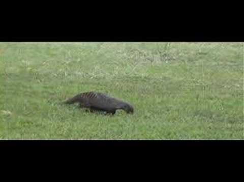 funny mongoose - YouTube