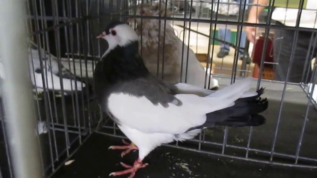 Bohemian Pouter - YouTube