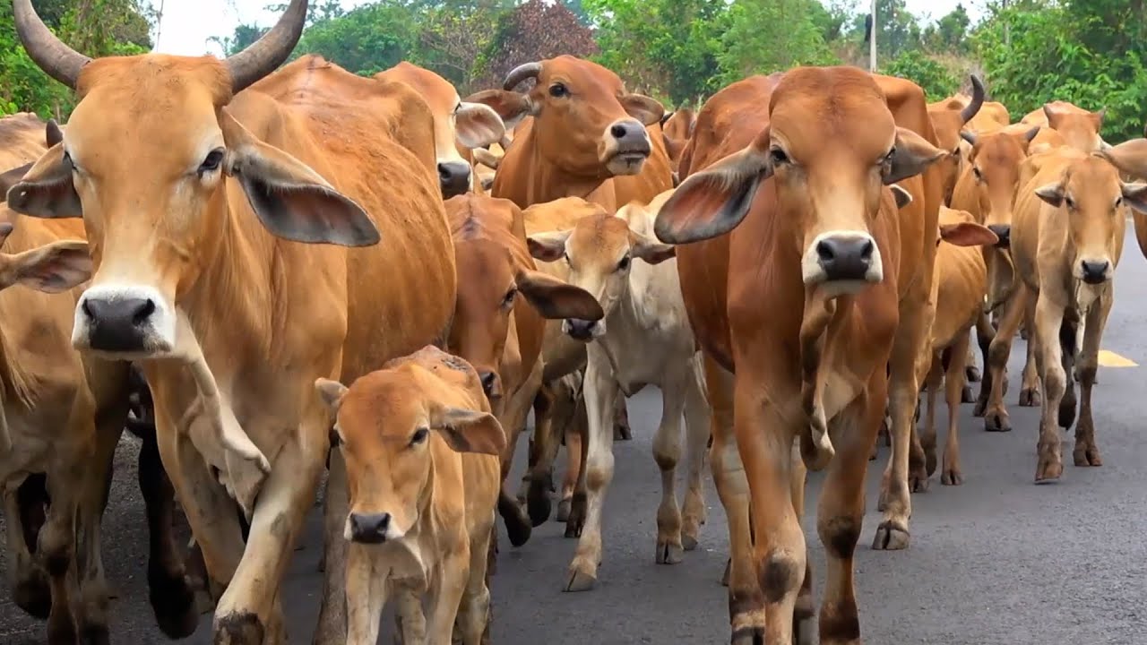 Con Bò - Ba Bà đi bán Lợn Con - Bé Khỏe Bé Ngoan - Nhạc thiếu nhi vui ...