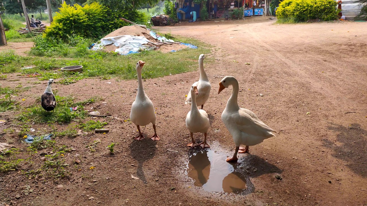 Iam talking ducks - YouTube