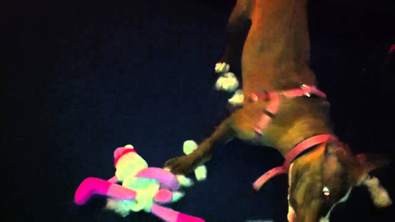 Karma badding up her toy!!! - YouTube